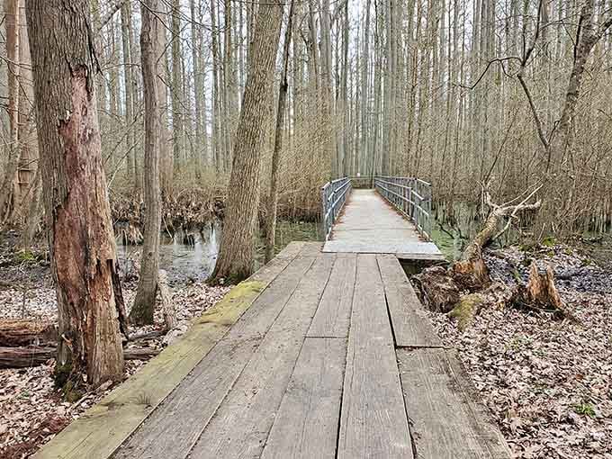 This wooden path through the wetlands is basically nature's red carpet, minus the paparazzi and uncomfortable formal wear.