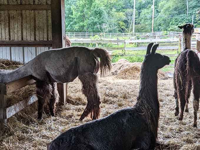 Inside the barn, the llamas are doing what llamas do best: existing magnificently and making you smile without trying.