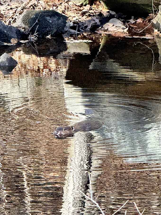 A little wildlife spotted along the trail, proof that you're definitely not the only one who lives here.