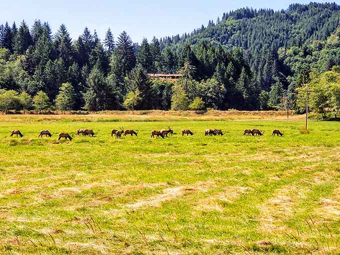 A lineup of elk moving across the open field like they own the whole beautiful place, because they do.