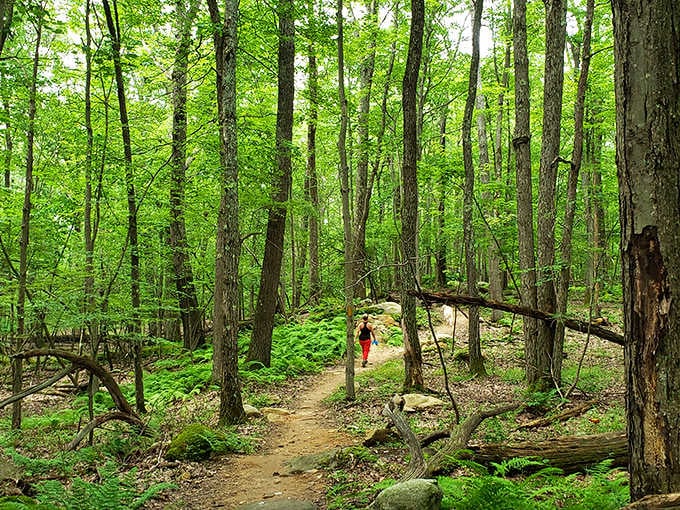These trails wind through forest so green and quiet, you'll forget your phone exists. That's a feature, not a bug.