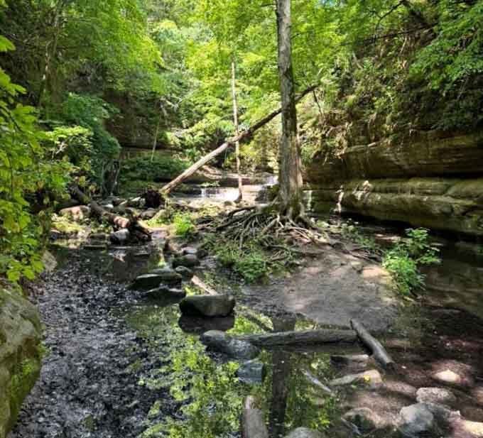 The stream bed winds through fallen logs and mossy rocks like nature arranged everything just for your arrival.