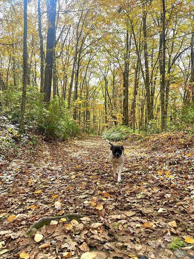This happy hiker has the right idea: four legs, endless enthusiasm, and zero complaints about the distance.