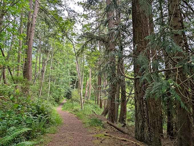 This winding forest trail at Earth Sanctuary disappears into the trees like an open invitation, whispering that something wonderful is just around the next bend.