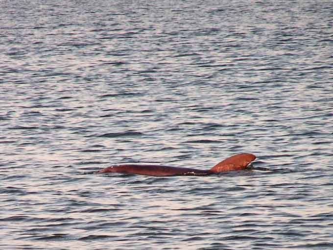 A dolphin surfaces in the golden water, reminding you that Edisto Beach's best residents don't pay property taxes.