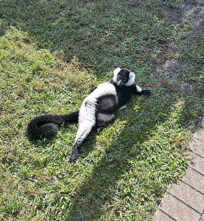 Stretched out in the grass, this black-and-white ruffed lemur has mastered the art of relaxation.