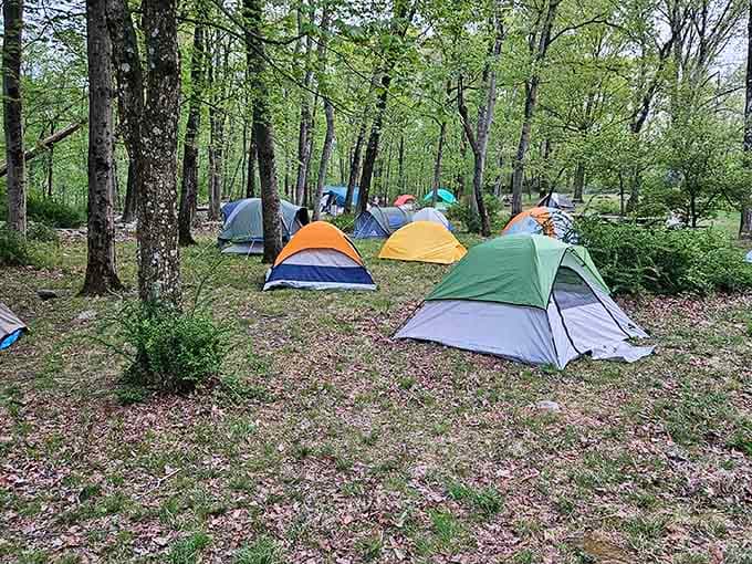 Camping under the trees at Farny means falling asleep to actual silence, which is either wonderful or slightly alarming depending on your zip code.