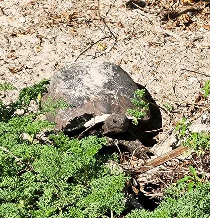 A gopher tortoise doing its thing, reminding us that slow and steady still works in our hyperconnected world.
