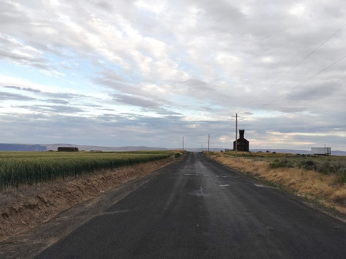 Late afternoon light hits the fields around Gravity Hill and suddenly everything looks like a dream sequence.