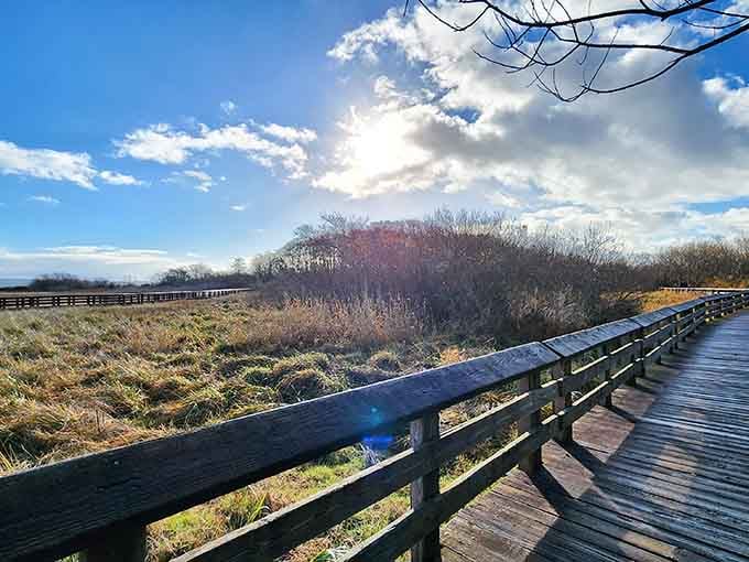 The boardwalk stretches toward distant views, proving that the journey really is just as important as the destination.