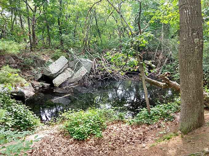 Woodland pools reflect the canopy above, offering quiet moments away from the dramatic coastal scenery nearby.