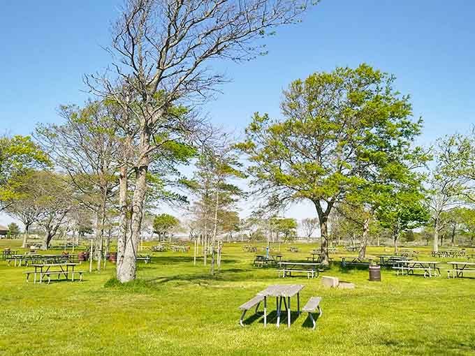 Picnic tables spread across a wide green field, because a good meal tastes better when the ceiling is the sky.