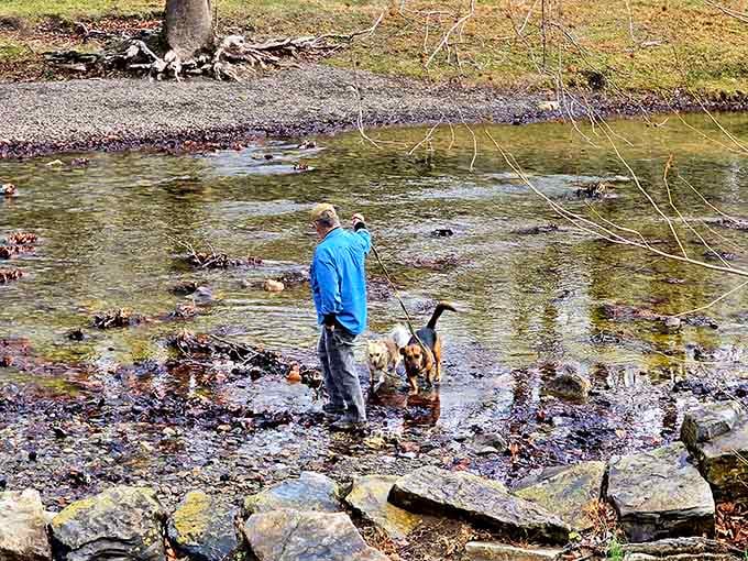 Even the dogs know this creek is something special, wading through the shallows like they've been planning this particular outing for weeks.