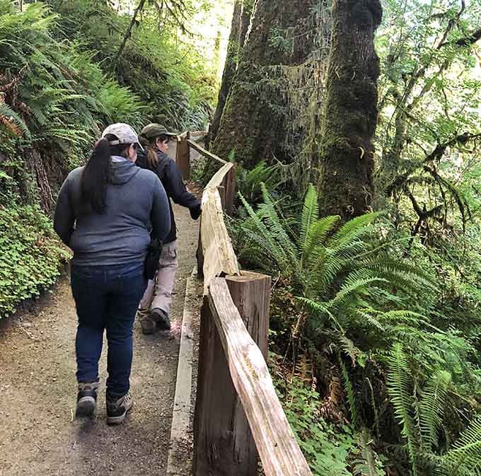 Leaning in close to a massive moss-covered trunk, these hikers are discovering just how small we really are.