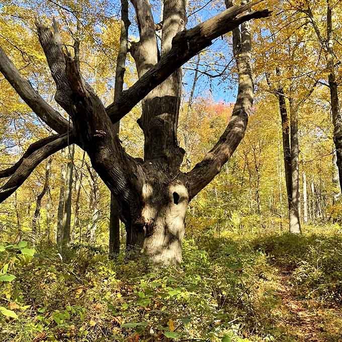 This ancient, dramatically branching tree during fall foliage looks like it belongs in a fairy tale. Stunning.