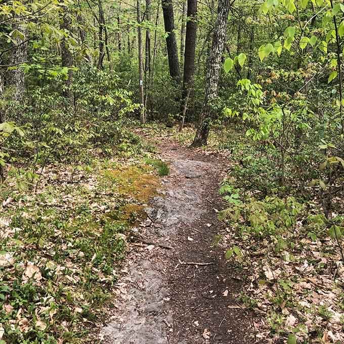 A narrow dirt path through green trees. Simple, honest, and leading somewhere genuinely extraordinary. Trust the trail.