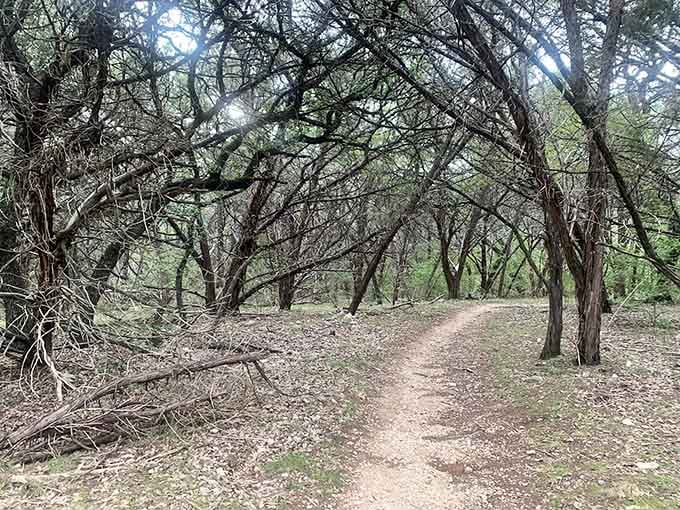 Cedar trees arching overhead, forming a natural tunnel. The trail is basically welcoming you in.