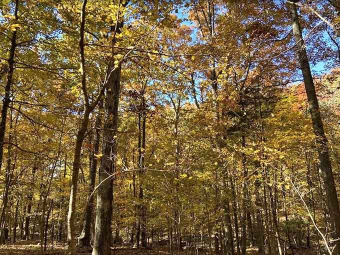 Golden autumn canopy glowing overhead like nature decided to redecorate using only the warmest colors from her palette.