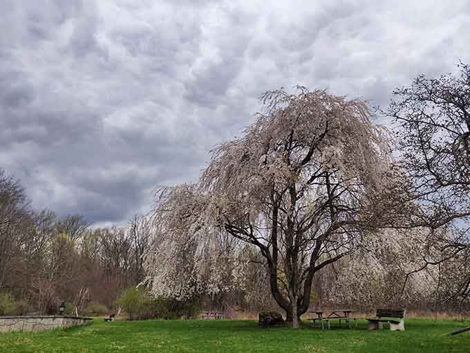 A weeping cherry tree in full bloom against a dramatic sky, nature showing off without any apology whatsoever.