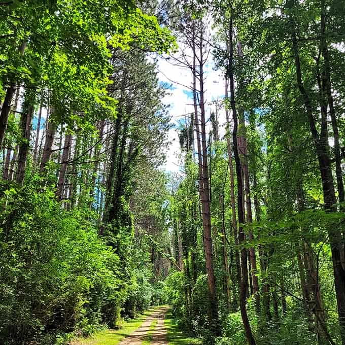 Tall trees lining a sun-dappled trail, the kind of path that makes your legs want to keep going forever.