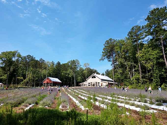 Visitors wander through young plants that'll soon join their purple cousins in full bloom.