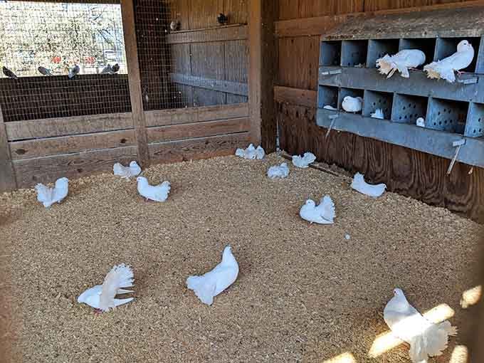 A whole flock of white doves settled into their cozy wooden home, peaceful and perfectly content.