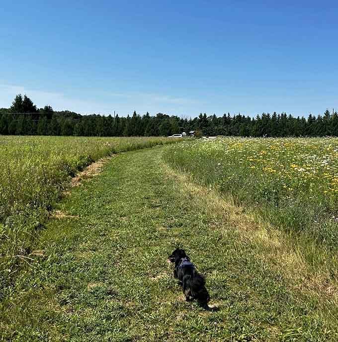 A small dog surveys the meadow with tremendous authority. Honestly, the most relatable thing happening at this preserve today.