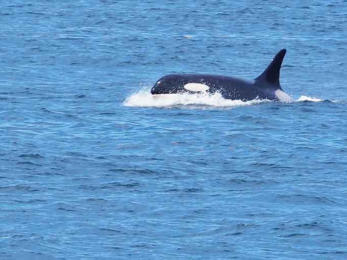 That distinctive black and white coloring means one thing: you're watching a Southern Resident orca hunt salmon.
