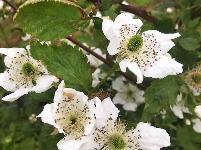 Delicate white blackberry blossoms promise sweet fruit to come, nature's way of saying good things are worth the patient wait.
