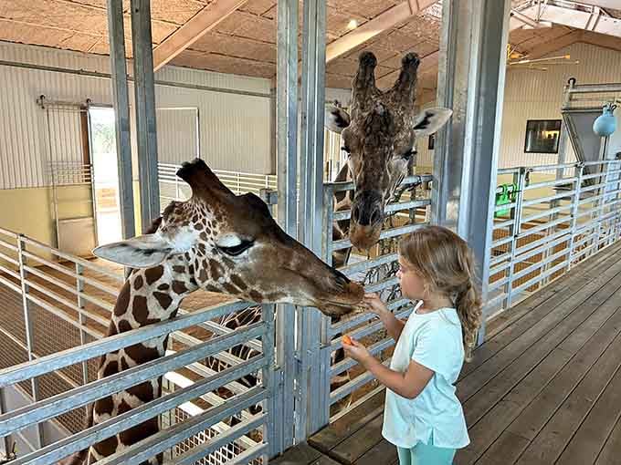 A little girl feeds a giraffe inside the barn, experiencing the kind of pure joy that no screen can replicate.