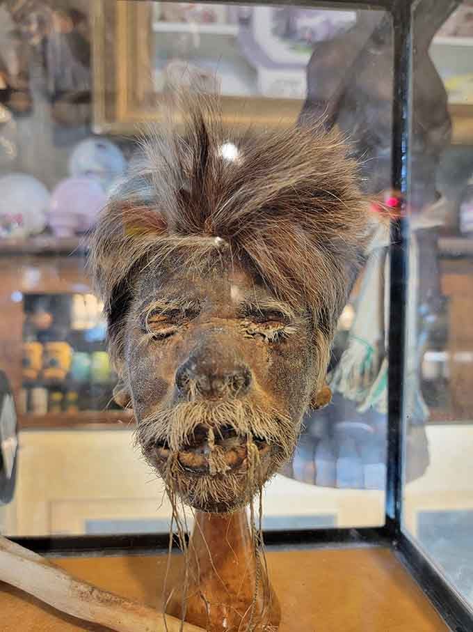 A shrunken head behind glass, staring back at you with the quiet confidence of someone who's seen it all before.