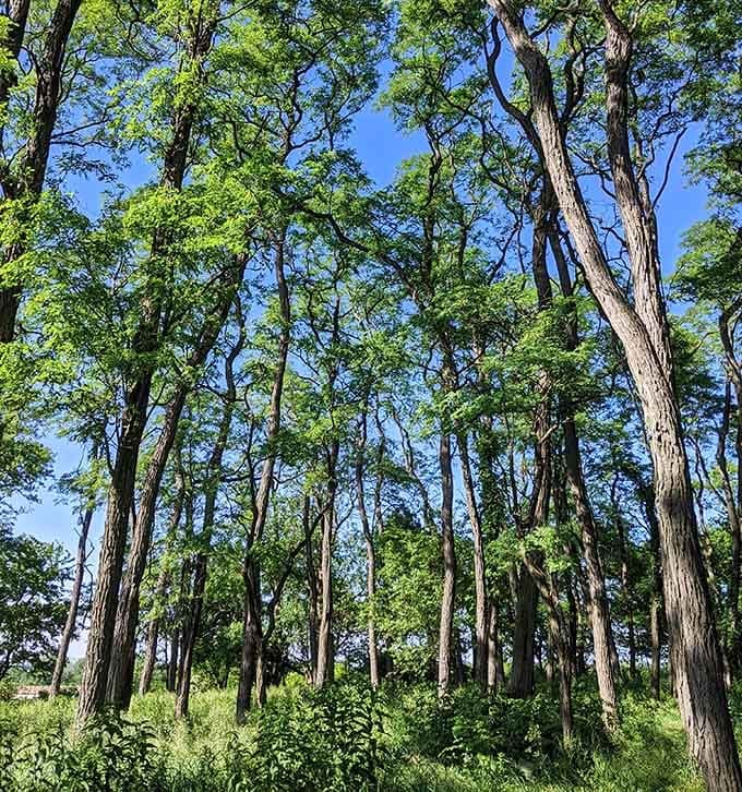 Black locust trees stretch tall against a brilliant blue sky, a cathedral built entirely without human hands.