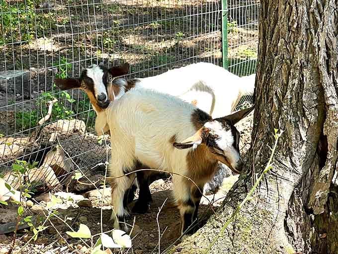 The goats here are curious, friendly, and probably judging your choice of footwear with those sideways glances.
