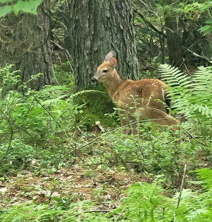 Spotting a young deer reminds you that you're visiting their home, so mind your manners accordingly.