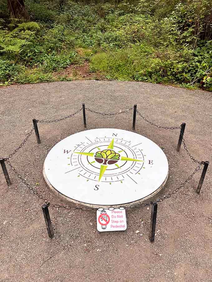 A beautifully painted compass marks the heart of the forest, reminding you that every great adventure needs a sense of direction.