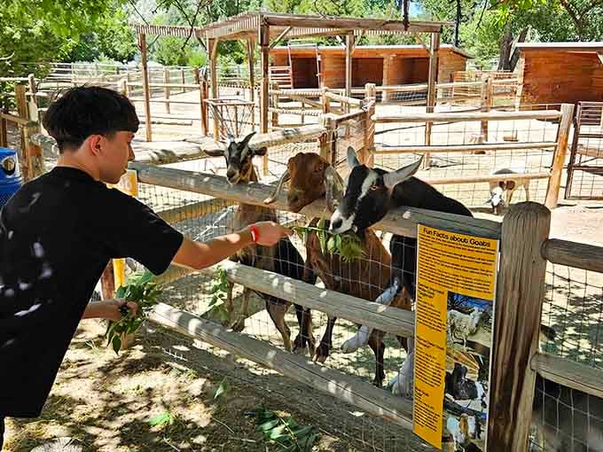 Feeding time transforms shy kids into confident animal whisperers, one handful of approved snacks at a time with pure joy.