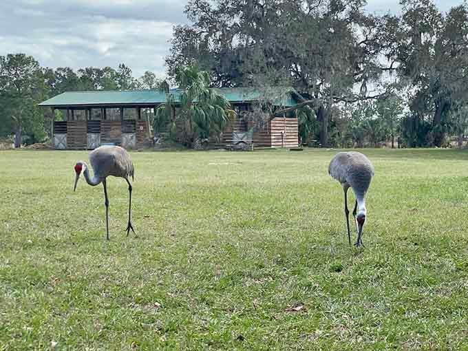 Sandhill cranes stroll the grounds like they own the place, which honestly, they kind of do – we're just visiting their neighborhood.