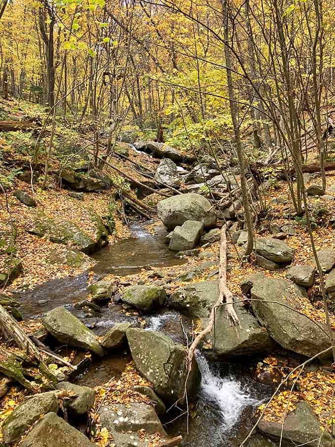 A mountain creek in autumn is basically a nature documentary playing on repeat, and you've got front row seats.