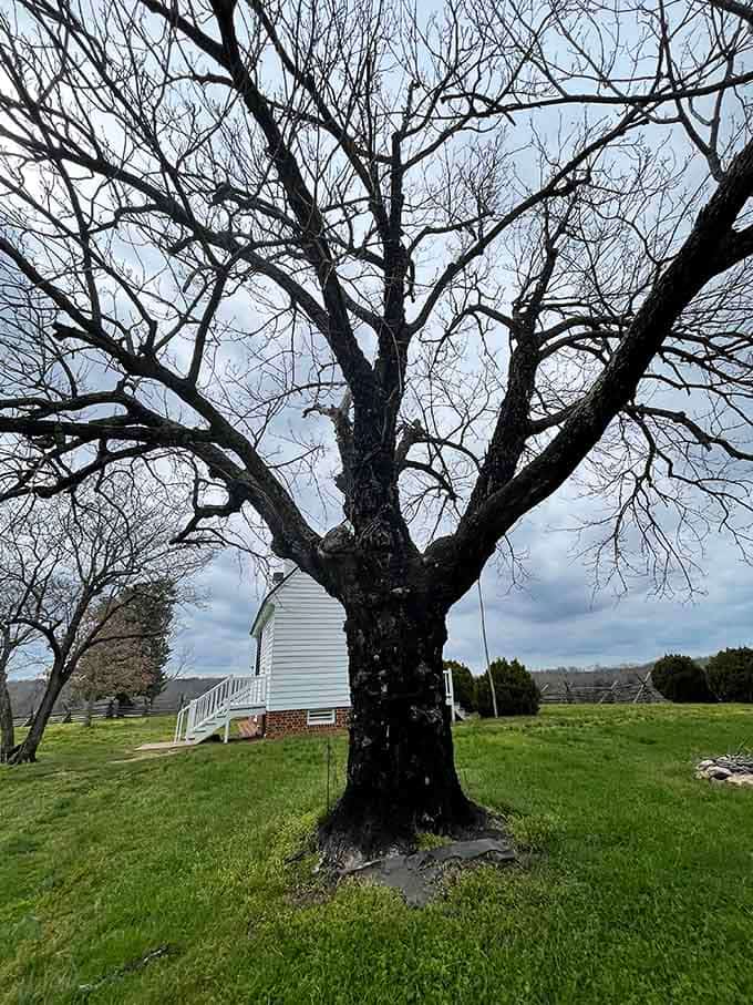 This ancient, bare-limbed tree beside the Hillsman House has seen more history than most libraries could ever hold.