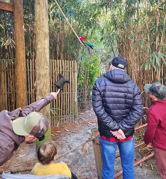 A scarlet macaw perched above a crowd of visitors, clearly aware it's the most colorful thing in the room.