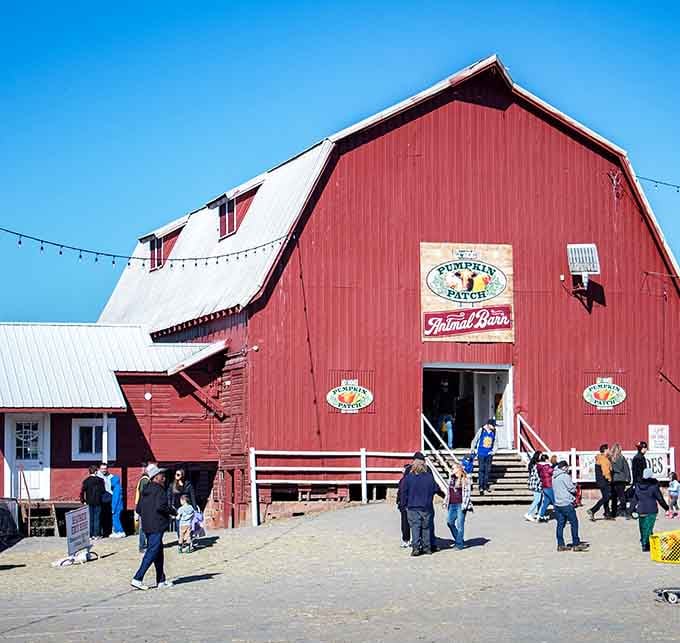 The Pumpkin Patch's big red barn draws families like a magnet every fall, and nobody leaves disappointed.