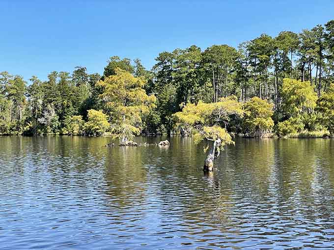 Bald cypress trees rising from dark water, their golden fall color blazing against a Carolina blue sky. Absolutely no filter needed.