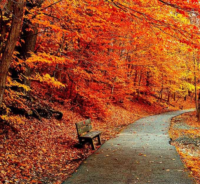 A park bench surrounded by fiery autumn color so vivid it almost looks like someone turned up the saturation.