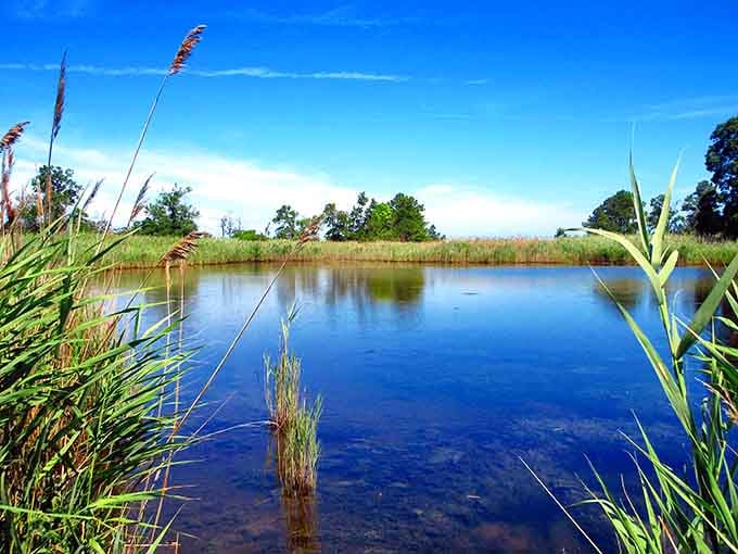 Tall reeds, still water, and absolute silence. Terrapin Nature Park is the reset button your brain has been begging for.