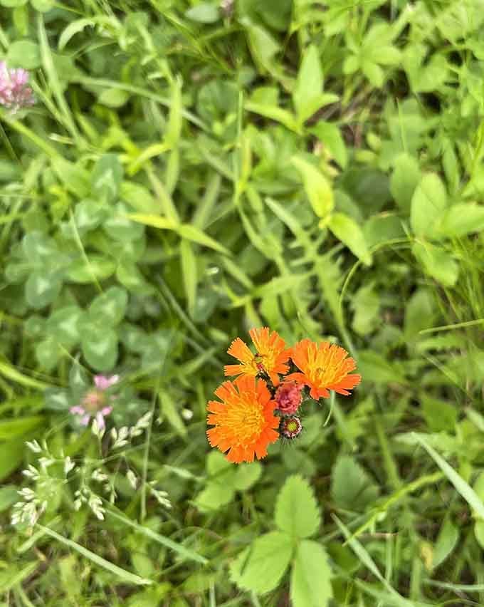 Orange hawkweed blooms like tiny suns, proving nature's color palette puts our decorating choices to shame.