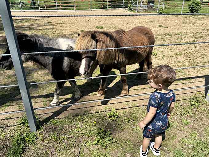 Mini horses showing up with maximum personality. Suson Park's animal farm delivers surprises at every fence post.