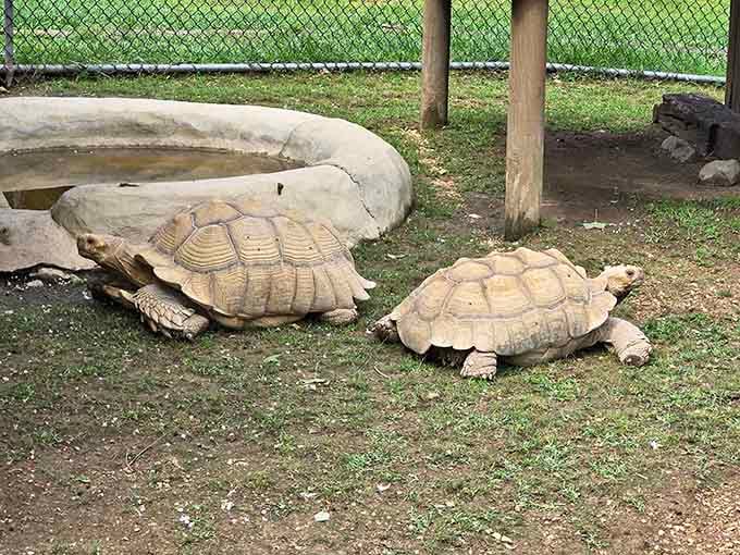 Two ancient sulcata tortoises moving at their own unhurried pace, reminding every rushed visitor that slow and steady still wins everything.