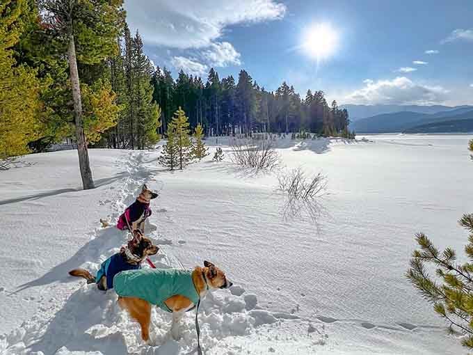 Three dogs in matching winter coats surveying a snow-blanketed Turquoise Lake like tiny, very fashionable expedition leaders.