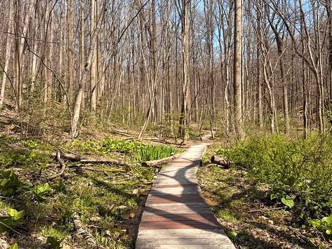 A wooden boardwalk winds through fresh spring greenery. The trail is practically rolling out the welcome mat just for you.