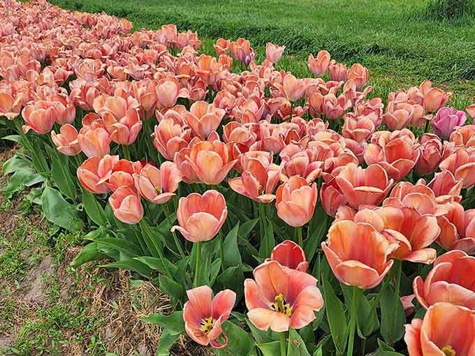 Soft apricot and blush petals, the kind of color combination that makes interior designers weep with envy.